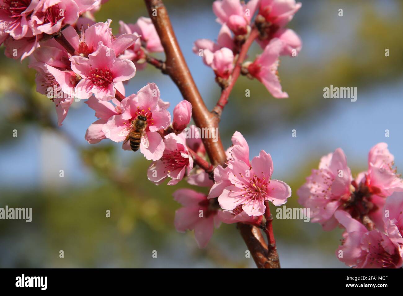 Pink Apricot Flower on Tree Stock Photo - Alamy
