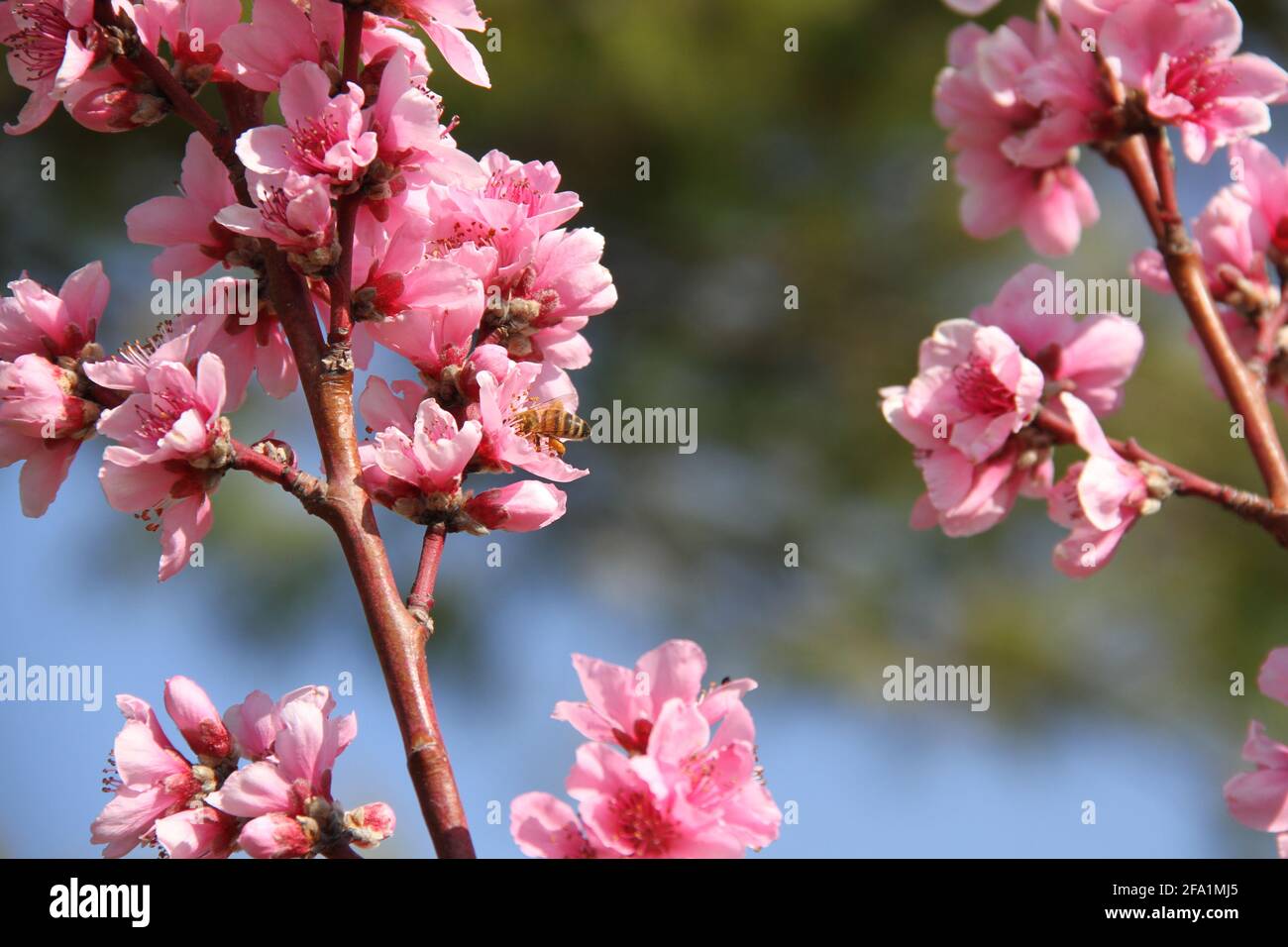 Pink apricot hi-res stock photography and images - Alamy