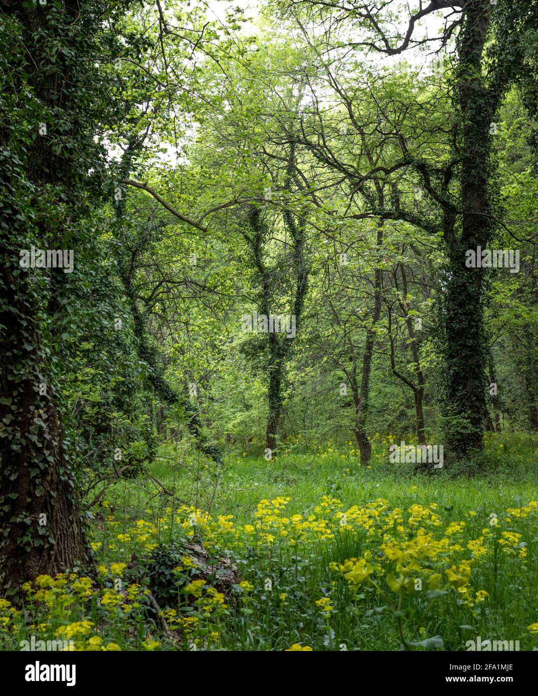 1000 trees hi-res stock photography and images - Alamy