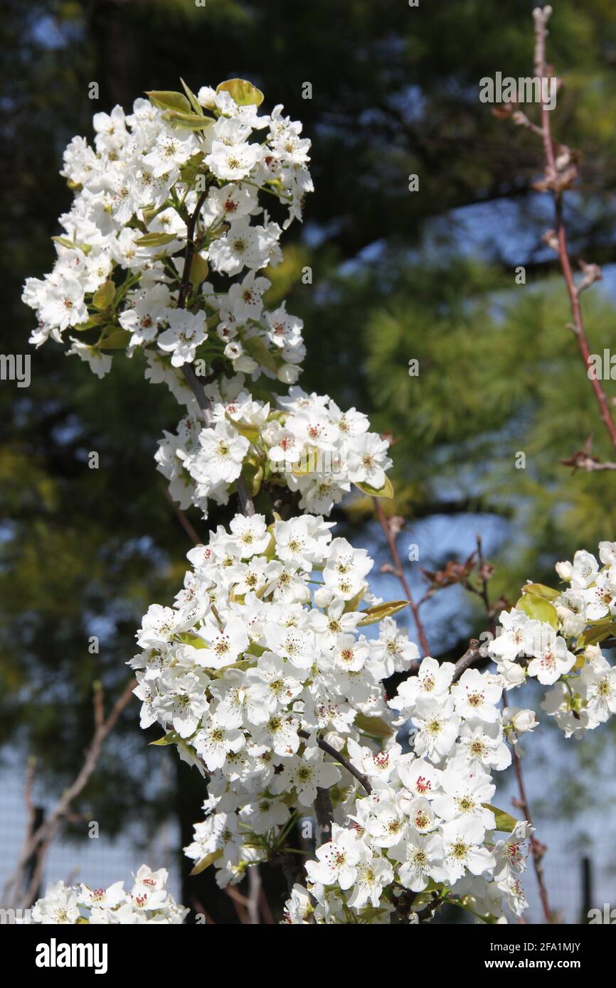 Nashi flower hi-res stock photography and images - Alamy