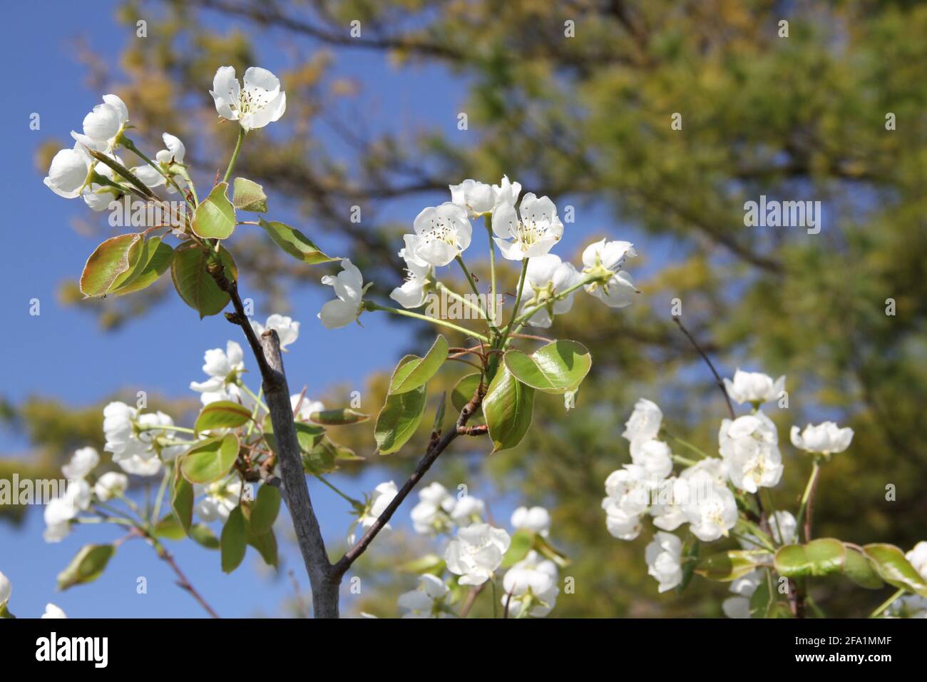 White Pear Tree Flower Stock Photo - Alamy