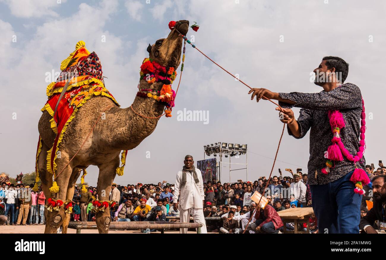 Bikaner, Rajasthan, India, January 2019 : Colorful camel performing ...