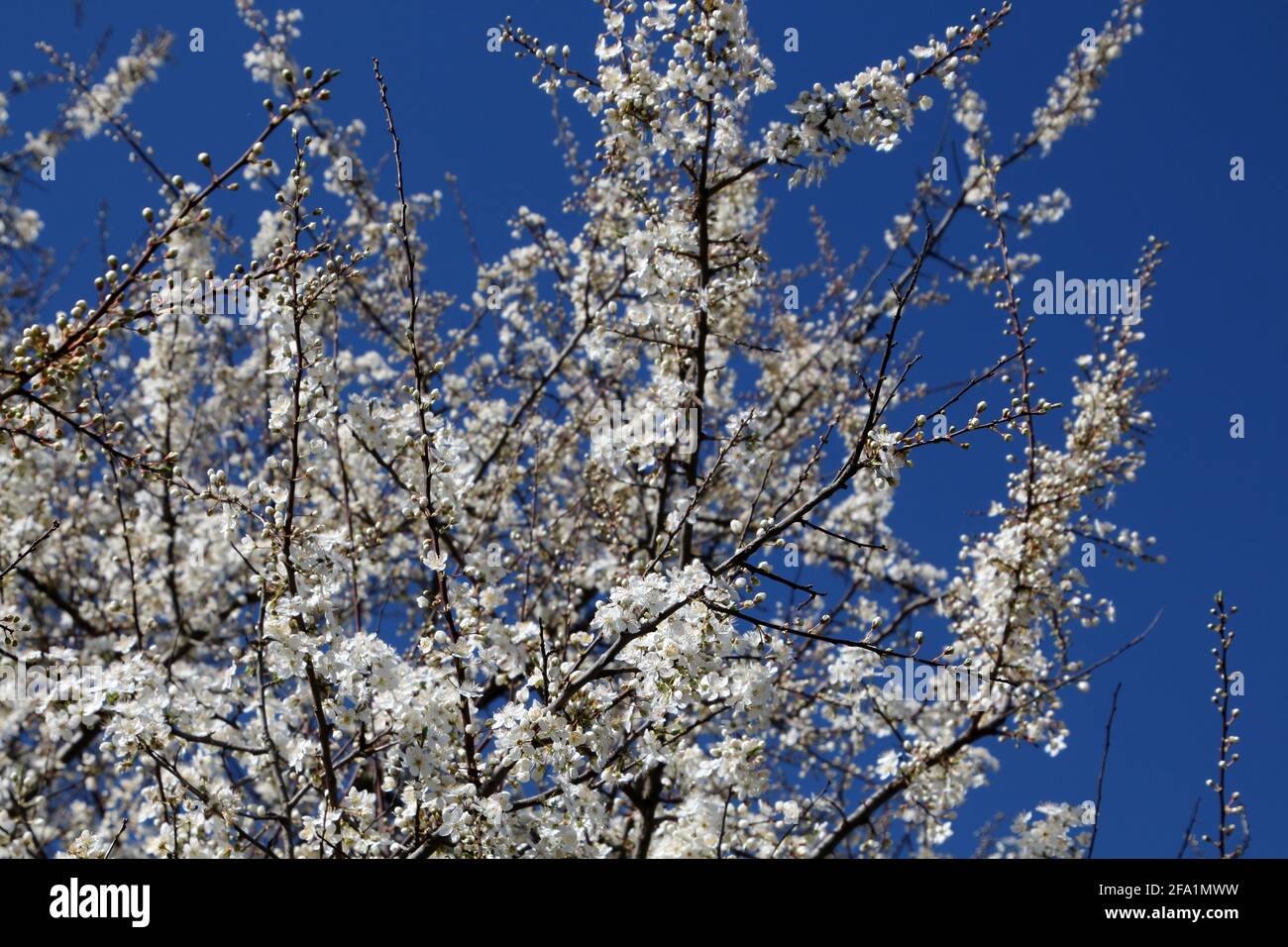 Plum tree blossoms in spring Stock Photo - Alamy