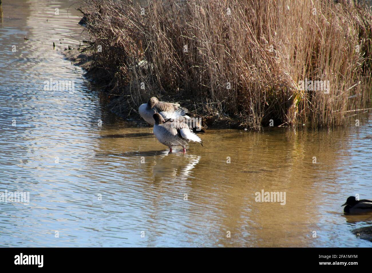 Greylag goose wet feathers hi-res stock photography and images - Alamy