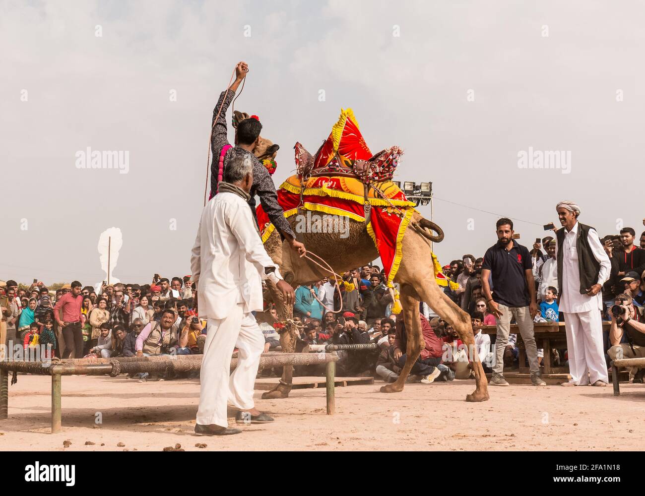 Bikaner, Rajasthan, India, January 2019 : Colorful camel performing ...