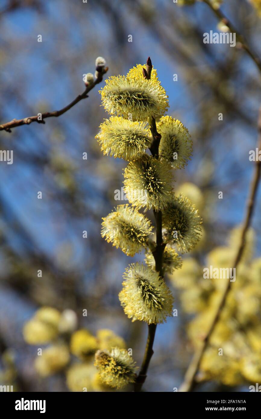 Pussy Willow In Bloom In Close Up Stock Photo Alamy