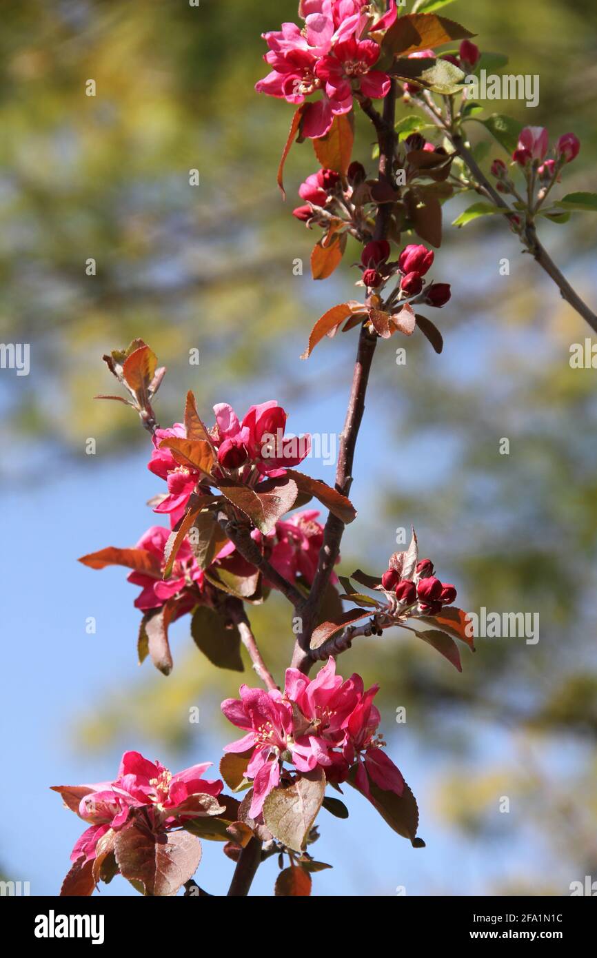 Red apple flower hi-res stock photography and images - Alamy