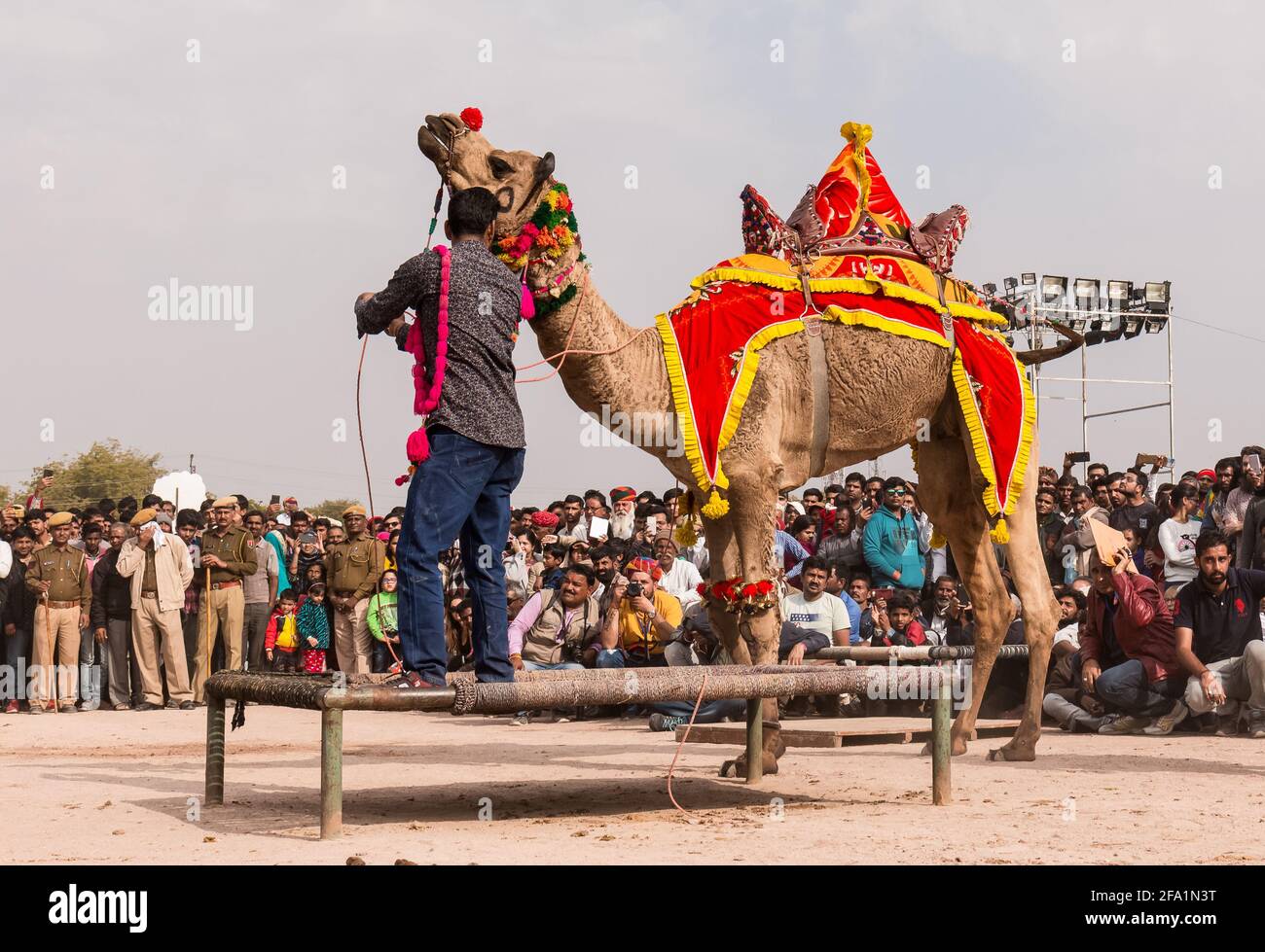 Bikaner, Rajasthan, India, January 2019 : Colorful camel performing ...