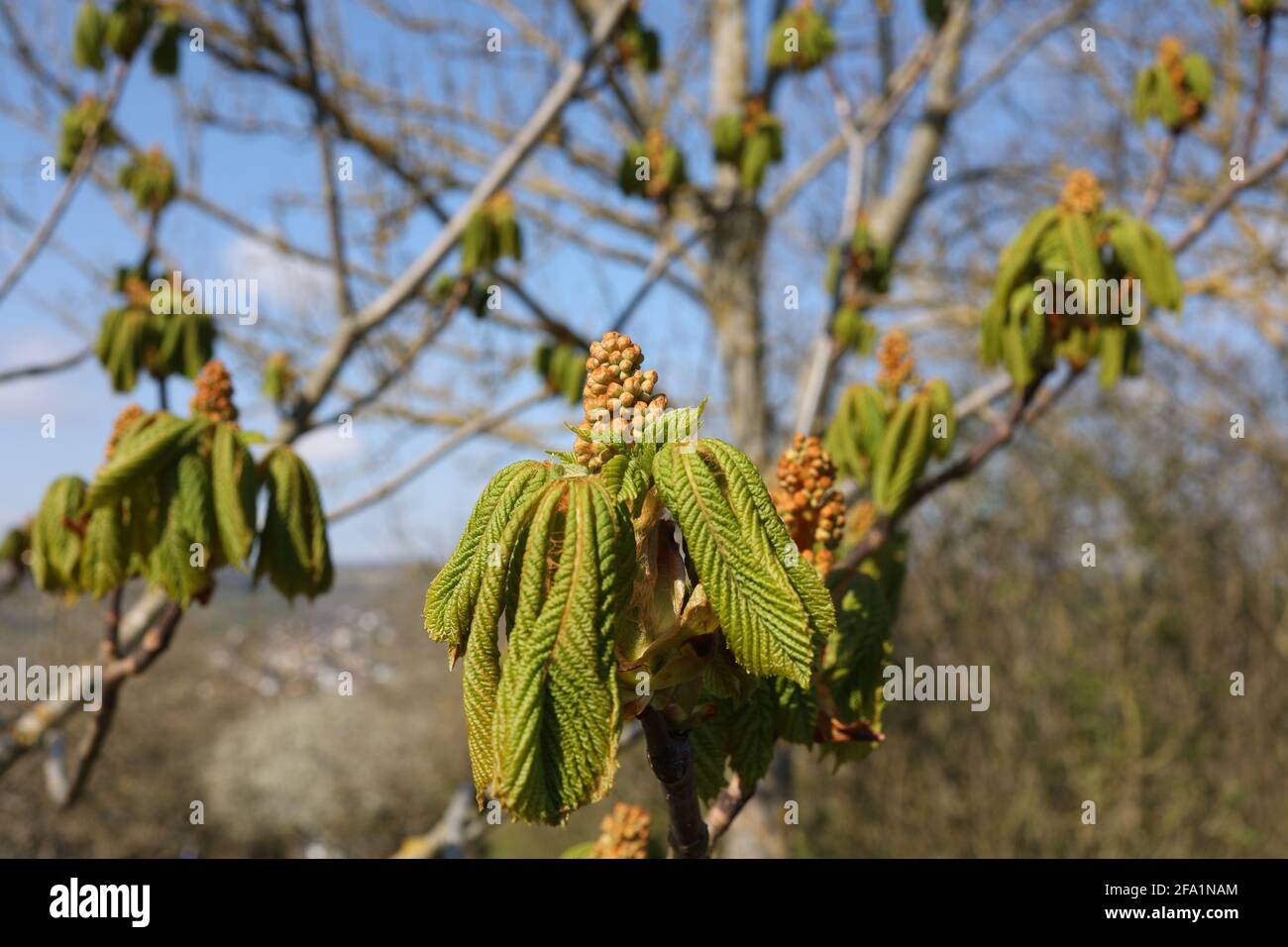 Close up of the flower buds of a chestnut tree, Aesculus hippocastanum ...
