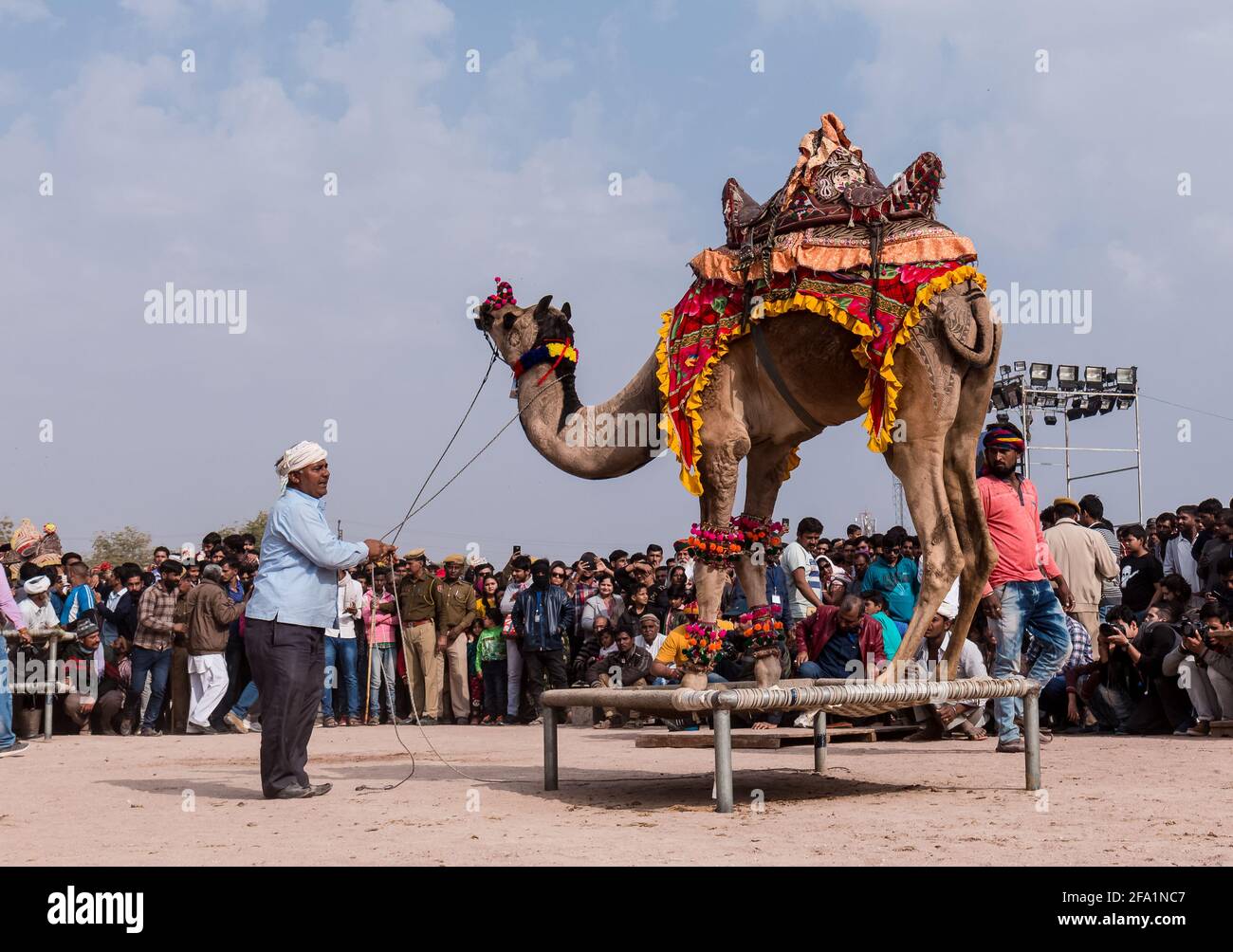 Bikaner, Rajasthan, India, January 2019 : Colorful camel performing ...