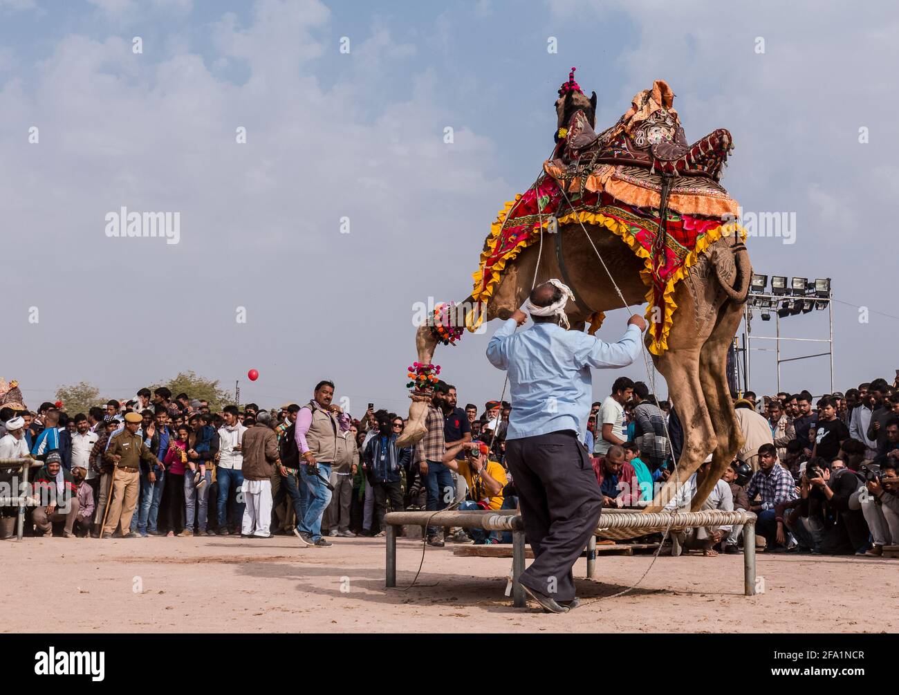 Bikaner, Rajasthan, India, January 2019 : Colorful camel performing ...