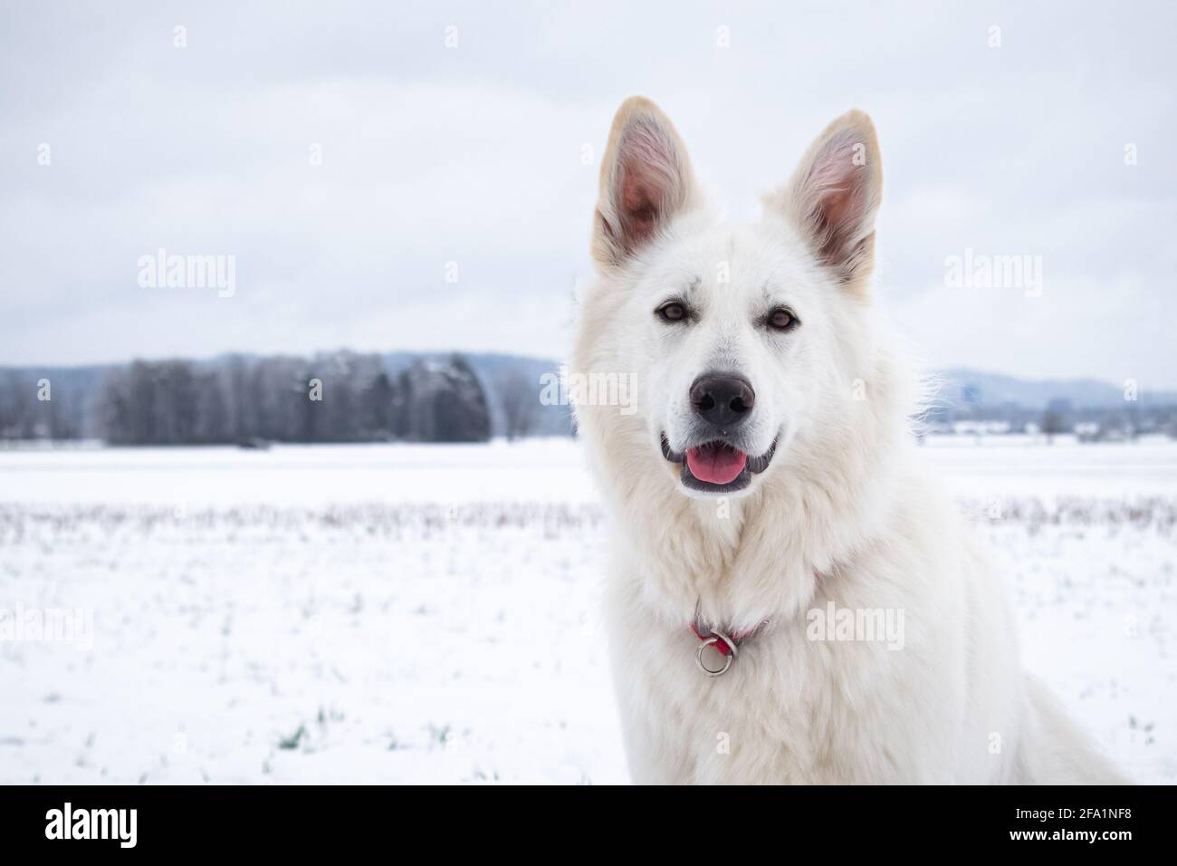 Berger blanc hi-res stock photography and images - Alamy