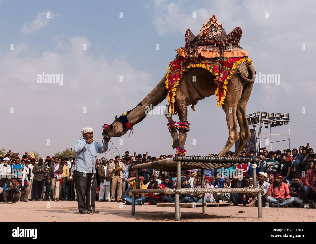 Bikaner, Rajasthan, India, January 2019 : Colorful camel performing ...