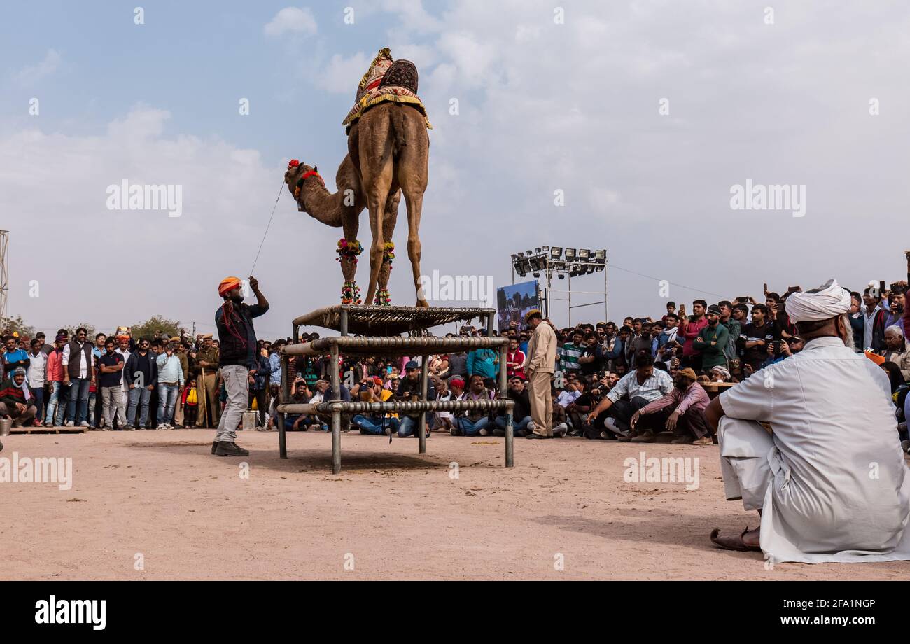 Camel decoration jaisalmer india hi-res stock photography and images ...