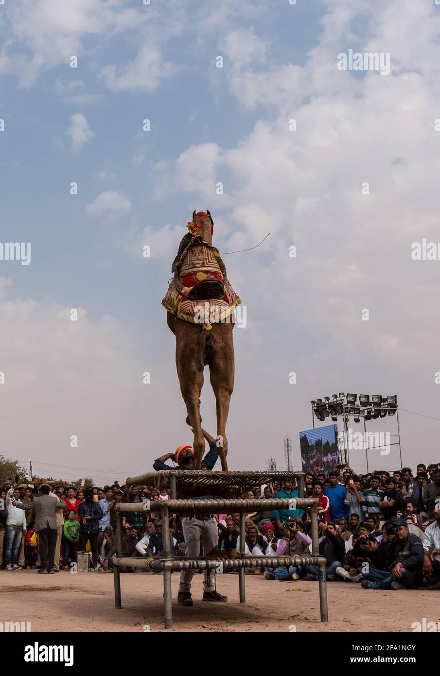 Bikaner, Rajasthan, India, January 2019 : Colorful camel performing ...