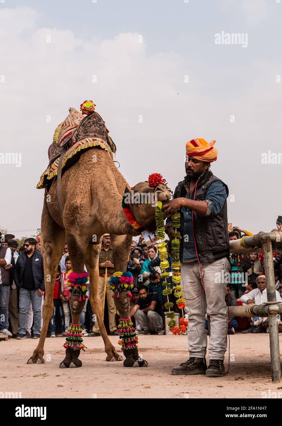 Bikaner, Rajasthan, India, January 2019 : Colorful camel performing ...