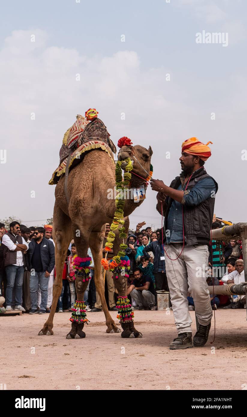 Bikaner, Rajasthan, India, January 2019 : Colorful camel performing ...
