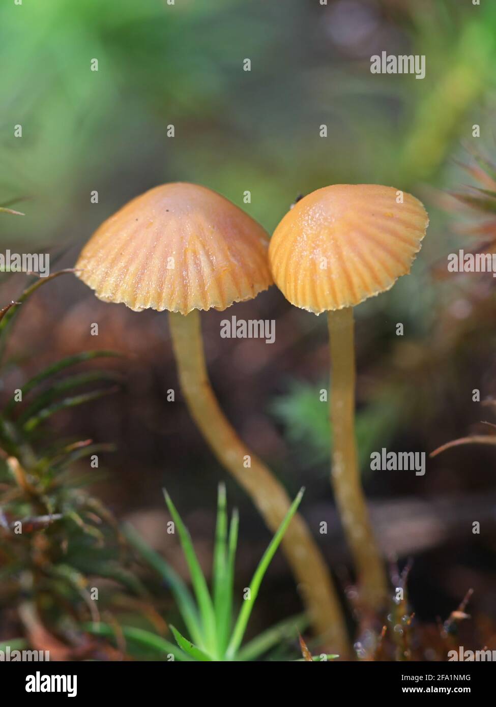 Galerina atkinsoniana, a bell mushroom from Finland with no common ...