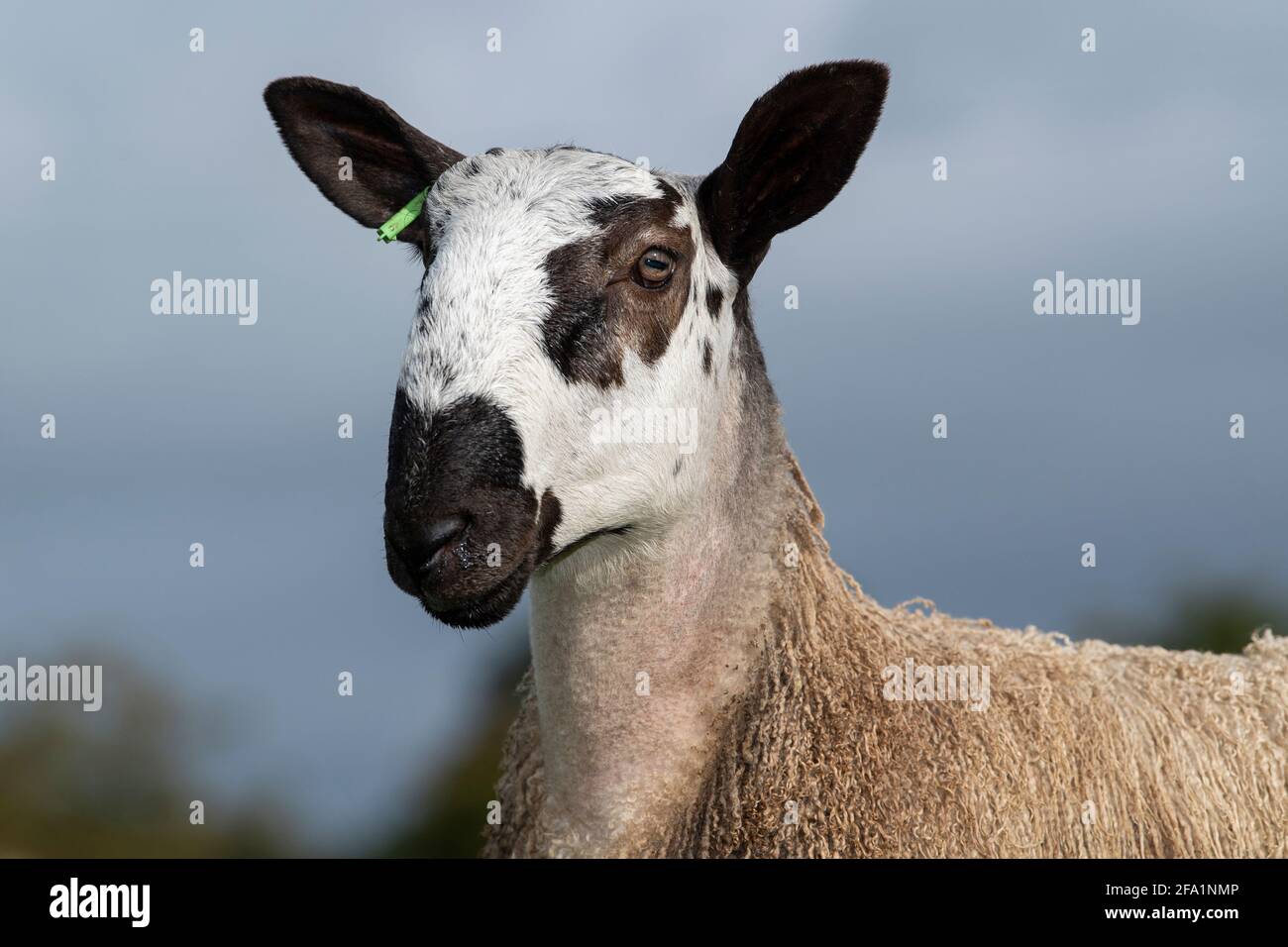 Blue Faced Leicester ram lamb stood in a field. Cumbria, UK Stock Photo ...