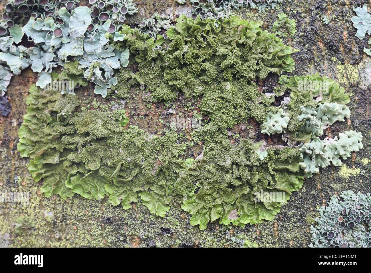 Melanohalea exasperatula, an epiphyte lichen from Finland growing on ...