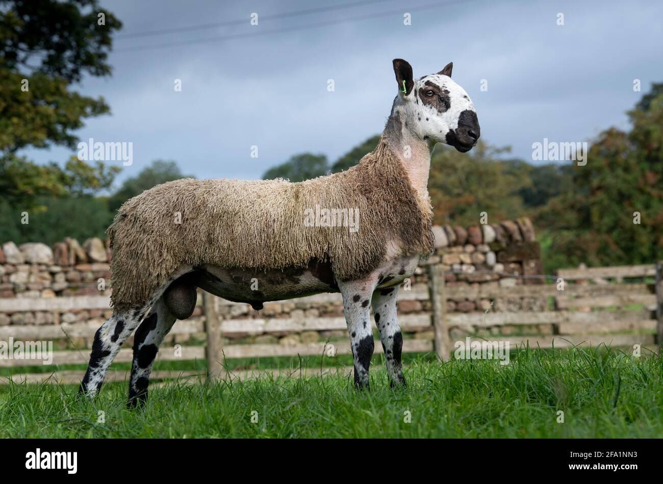 Blue Faced Leicester ram lamb stood in a field. Cumbria, UK Stock Photo ...