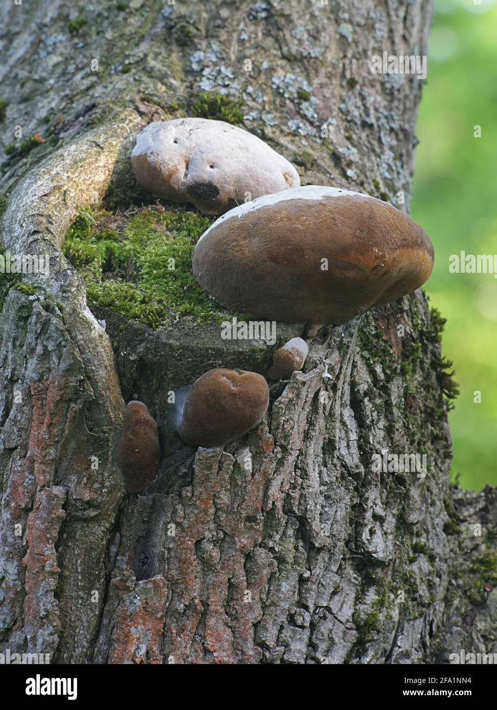 Fire Sponge High Resolution Stock Photography and Images - Alamy
