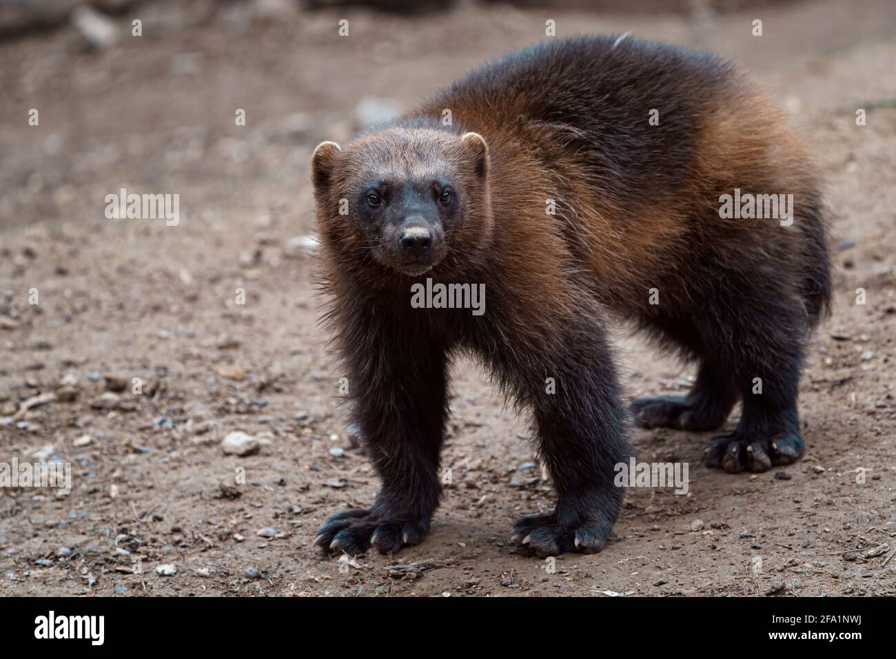 Siberian wolverine Gulo Gulo in nature Stock Photo - Alamy