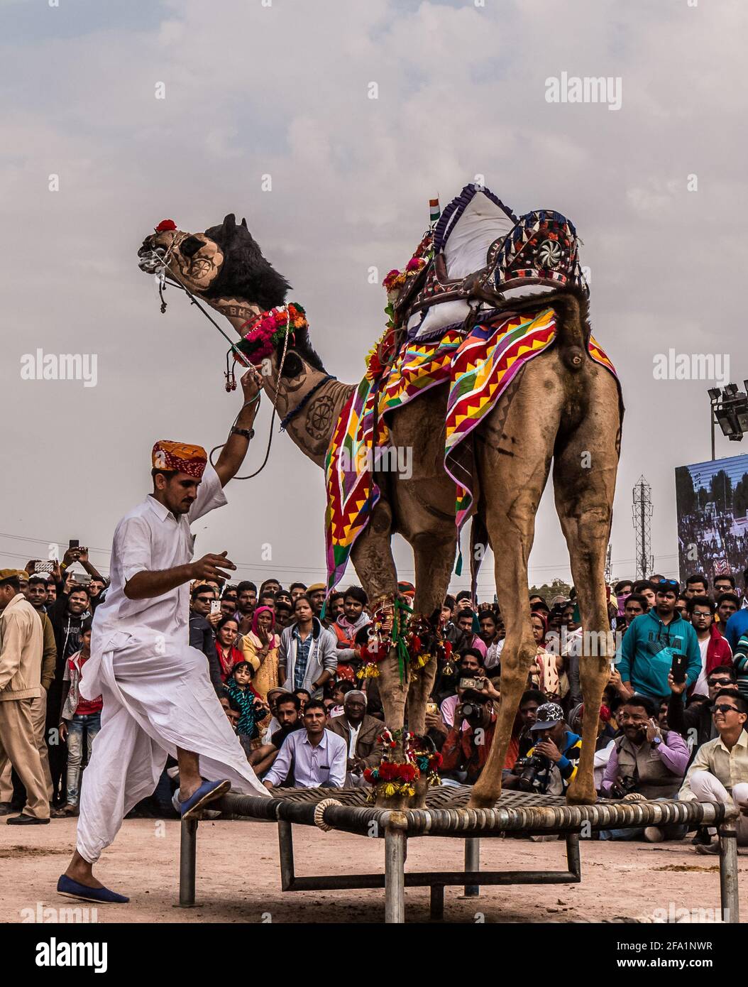 Bikaner, Rajasthan, India, January 2019 : Colorful camel performing ...