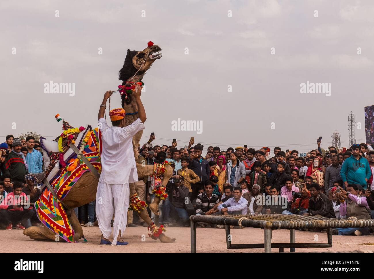 Bikaner, Rajasthan, India, January 2019 : Colorful camel performing ...