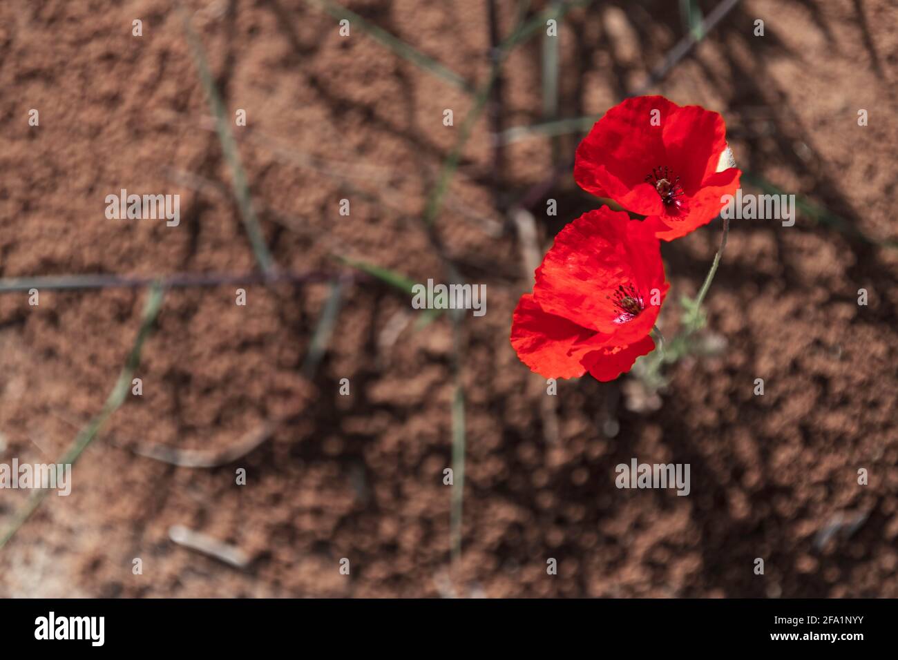 Top view of two flowers of red poppies close-up on the background of ...