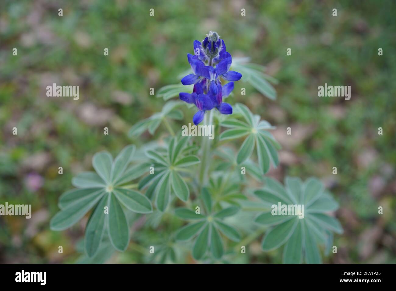 Blue lupin (Lupinus pilosus) Photographed in Israel in March Stock ...