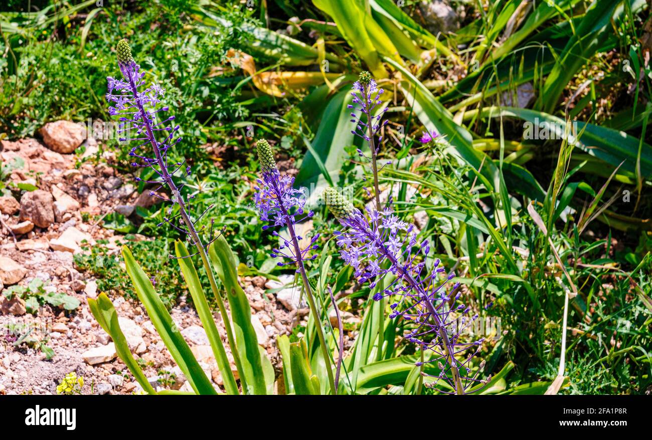 Scilla hyacinthoides (commonly known as Hyacinth Squill) is a geophyte ...