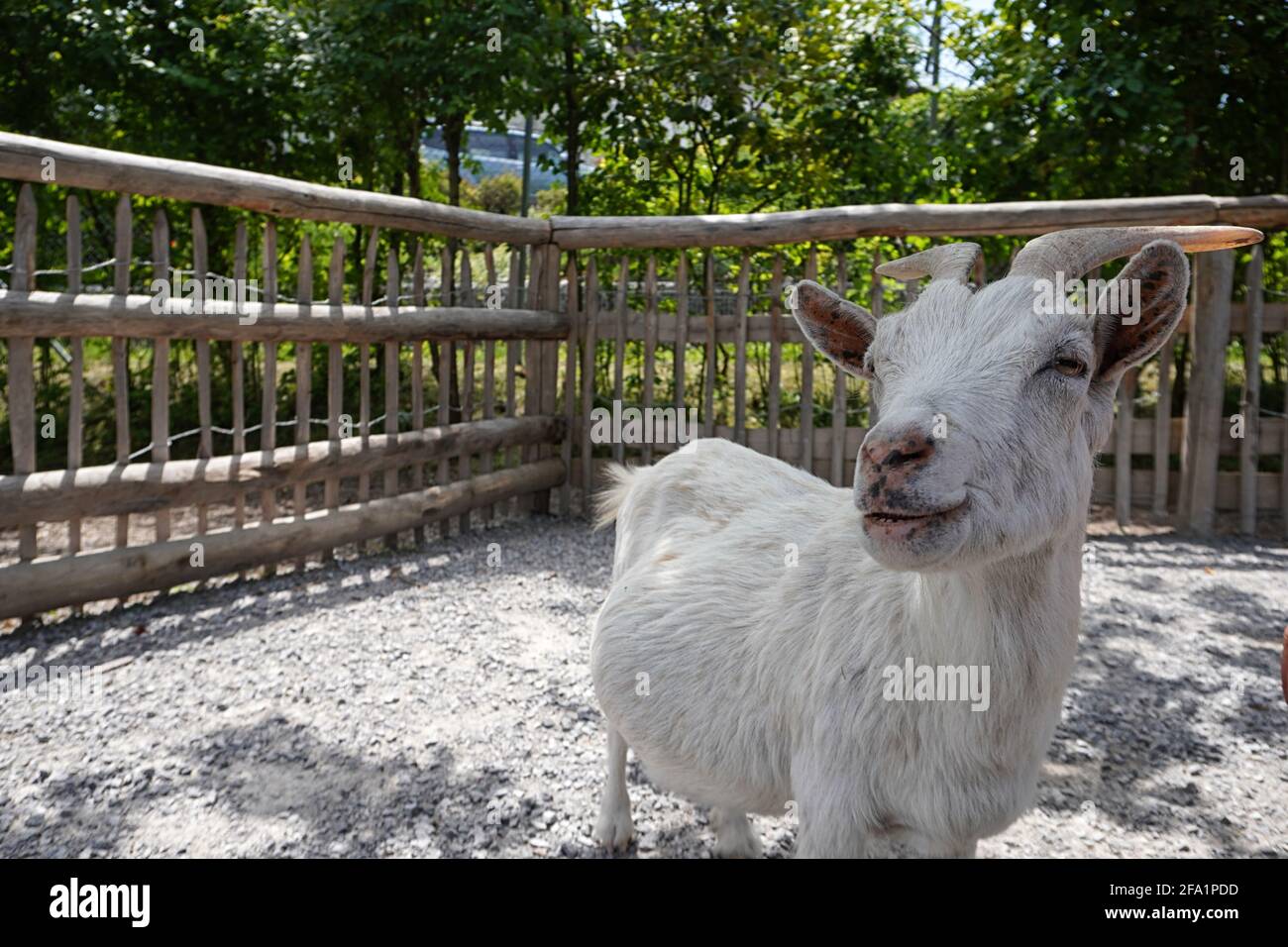 Black goat looking up hi-res stock photography and images - Alamy