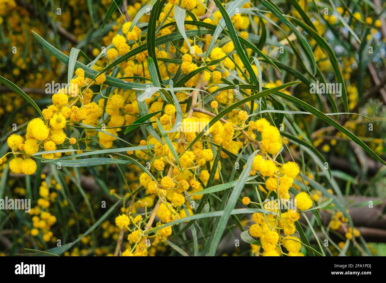 Invasive plants australia hi-res stock photography and images - Alamy