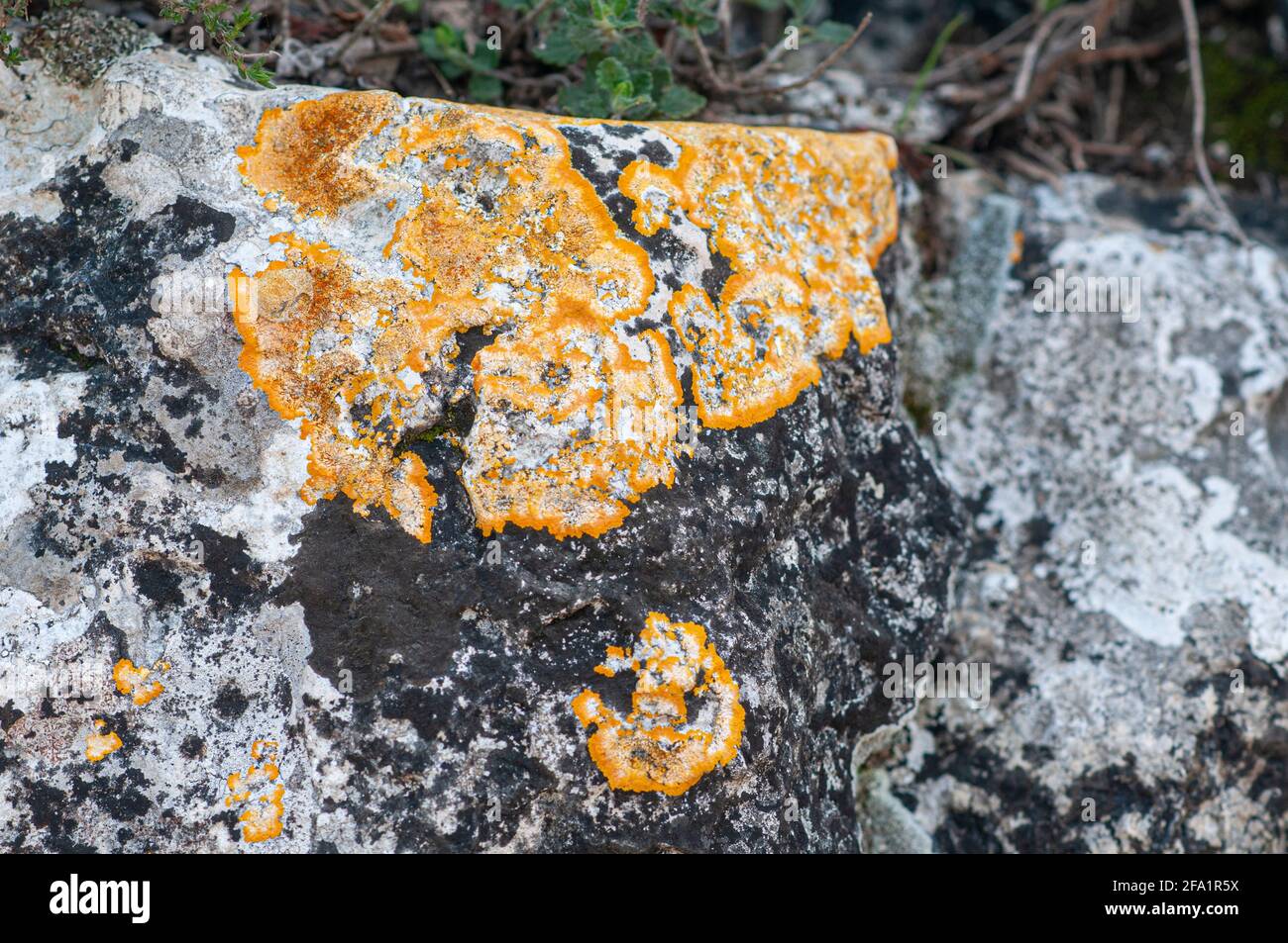 Crustose lichen (Caloplaca sp.) on a rock Lichens are formed from the a ...