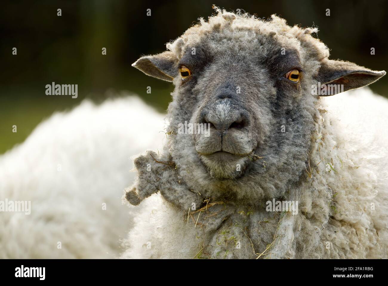 Sheep portrait. unshorn sheep in a spring field. Sheep looking to ...
