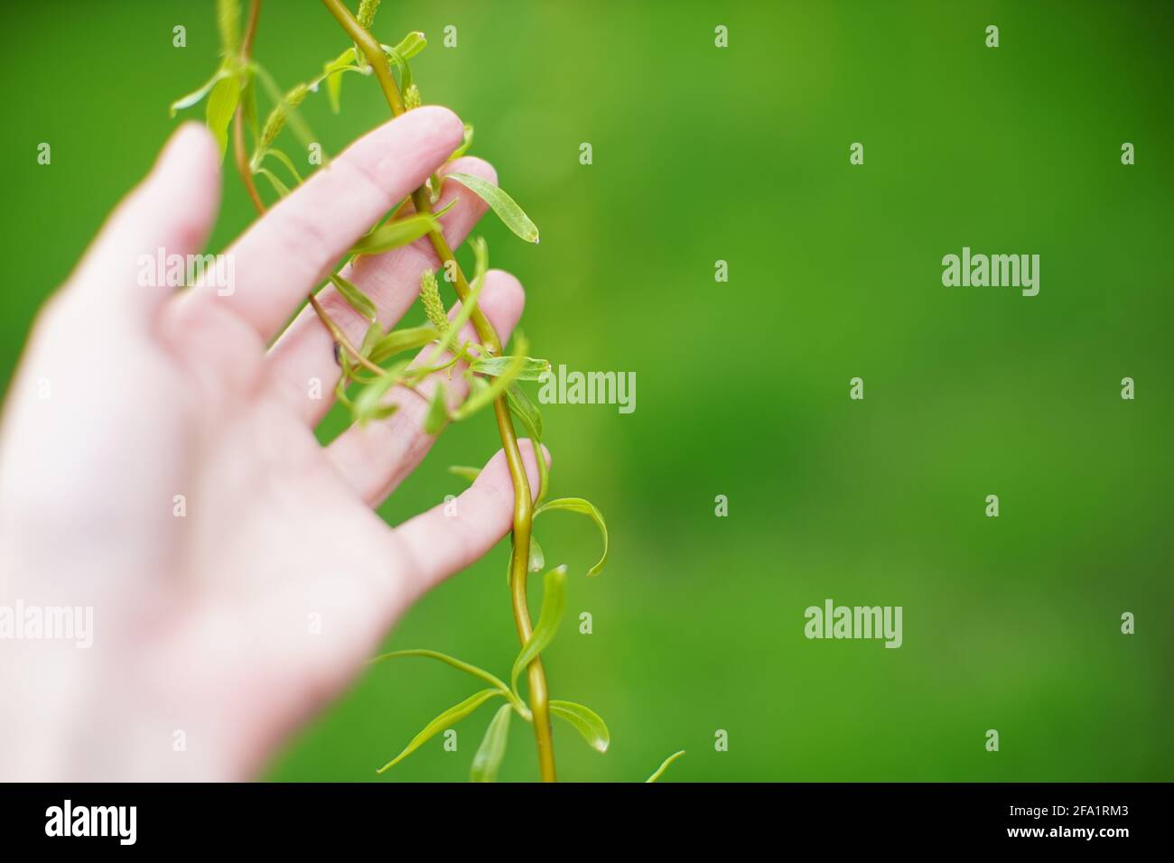 Female hand touch weeping willow tree branch with young leaves in ...