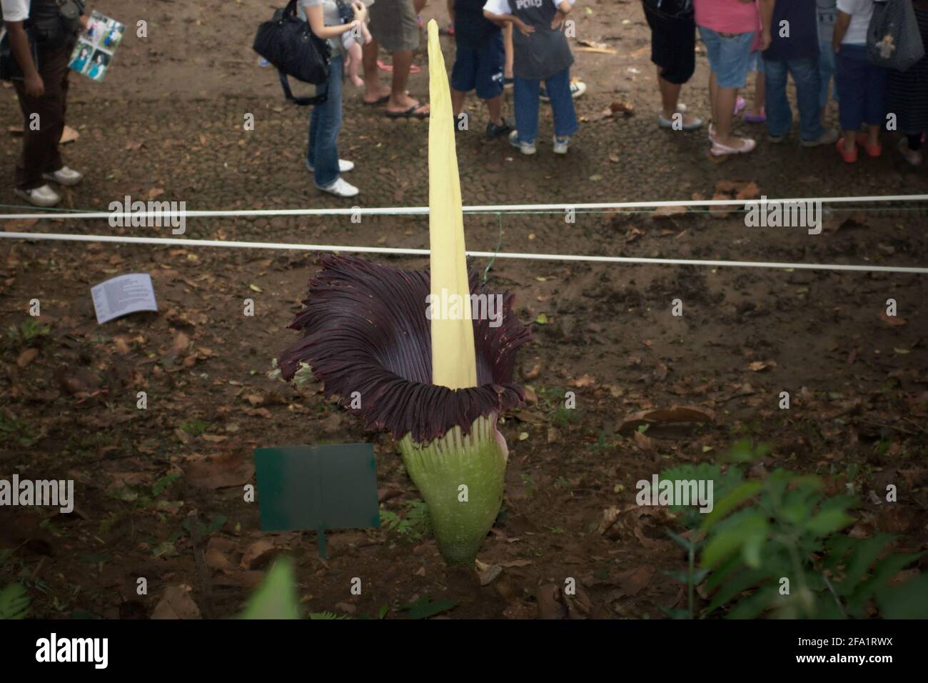 Titan arum (Amorphophallus titanum) of South Sumatra origin is blooming ...