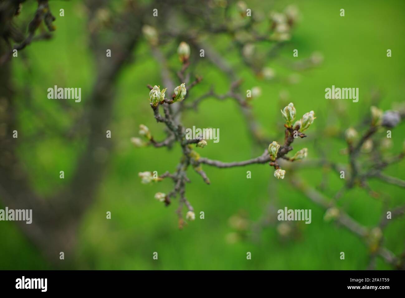 Flowering pear tree branch in spring garden with green grass on ...