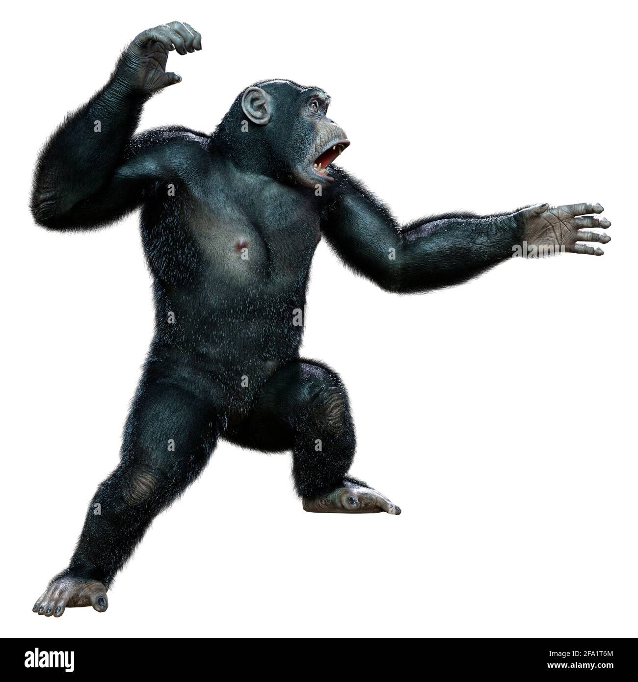 Gorilla Attack Oprah