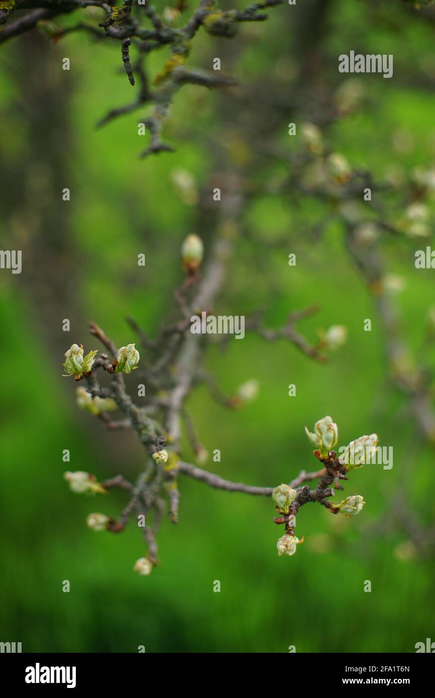 Flowering pear tree closeup branch in spring garden Stock Photo - Alamy