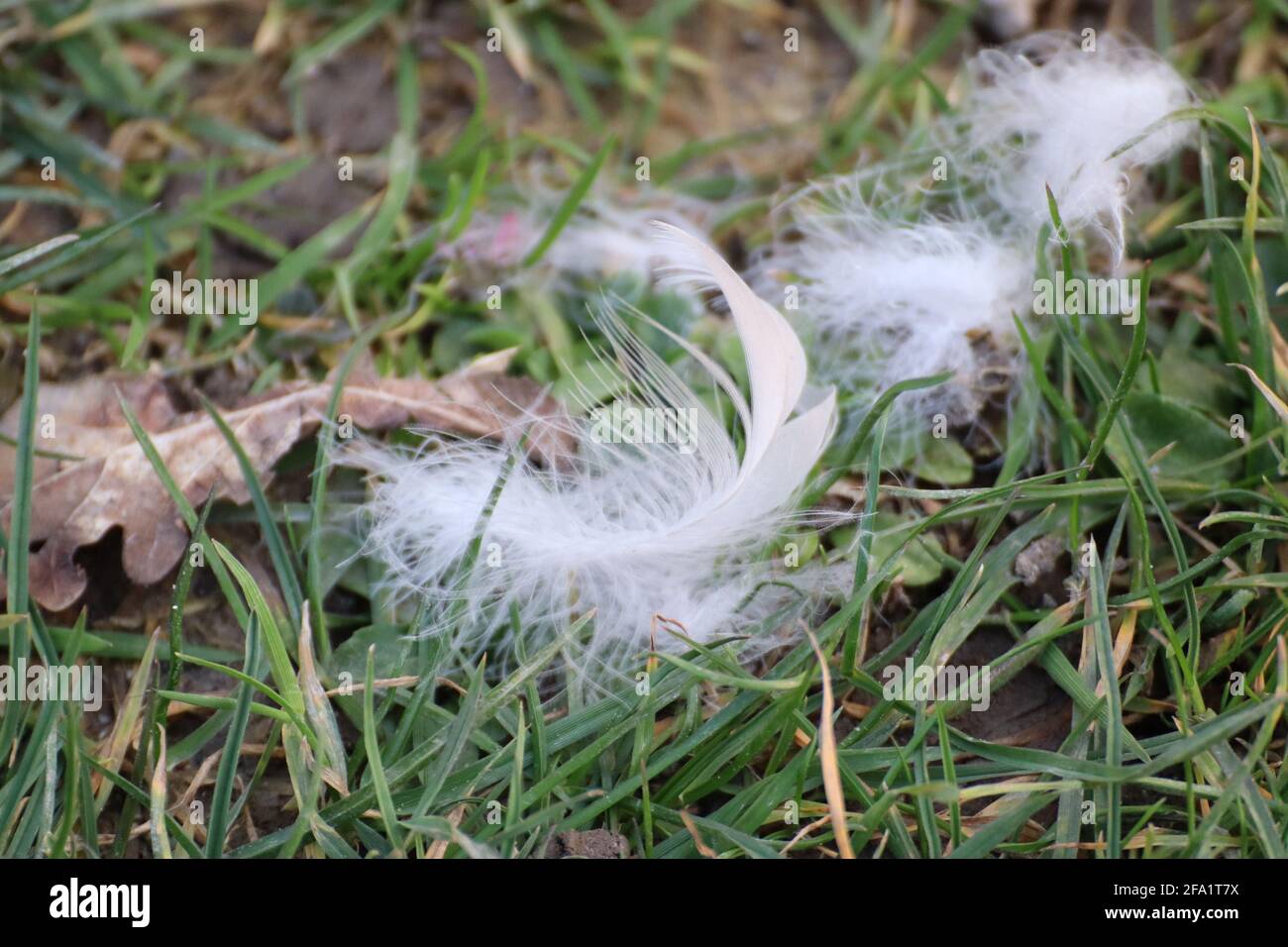 Rough feathers hi-res stock photography and images - Alamy