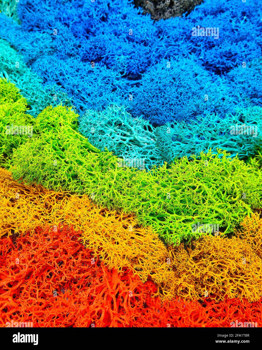 Stabilized moss hi-res stock photography and images - Alamy