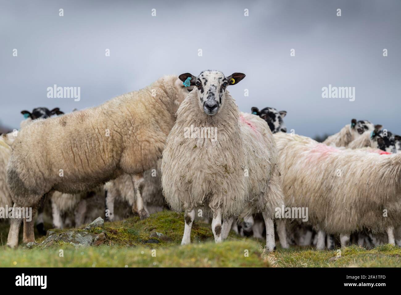 Pregnant sheep uk hi-res stock photography and images - Alamy