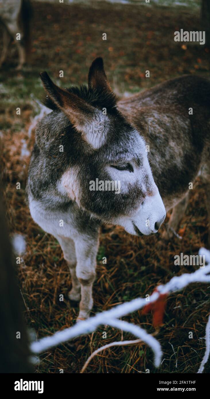 cute donkey with big ears eats out of hand and shows his beauty. he ...