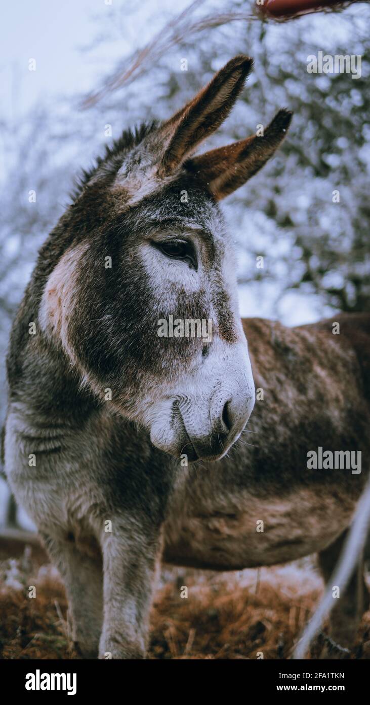 cute donkey with big ears eats out of hand and shows his beauty. he ...