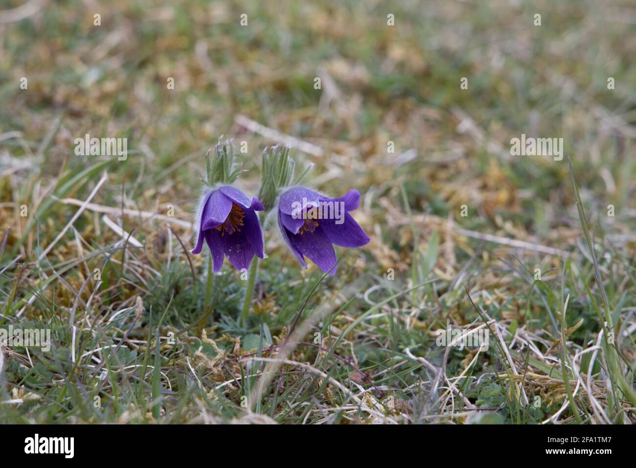 Two Pasque flowers Pulsatilla vulgaris in Gloucestershiree Trust Nature ...