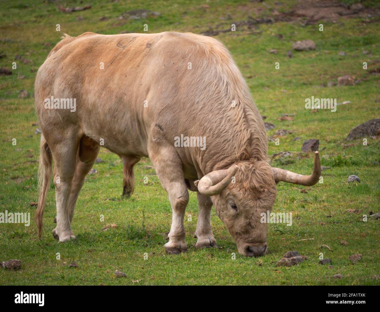 Spanish bull symbol hi-res stock photography and images - Alamy