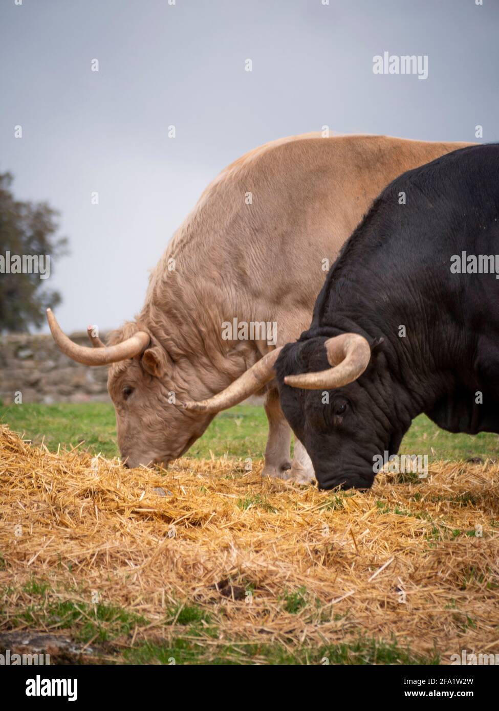 Vertical view of black and golden five year old spanish bull eating hay ...