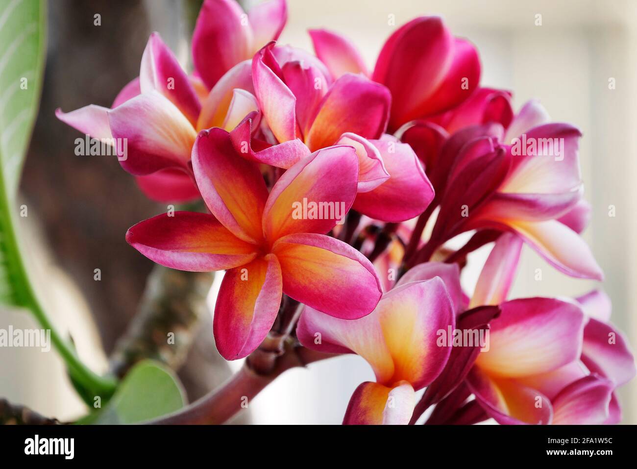 Champa Flower Tree High Resolution Stock Photography and Images - Alamy
